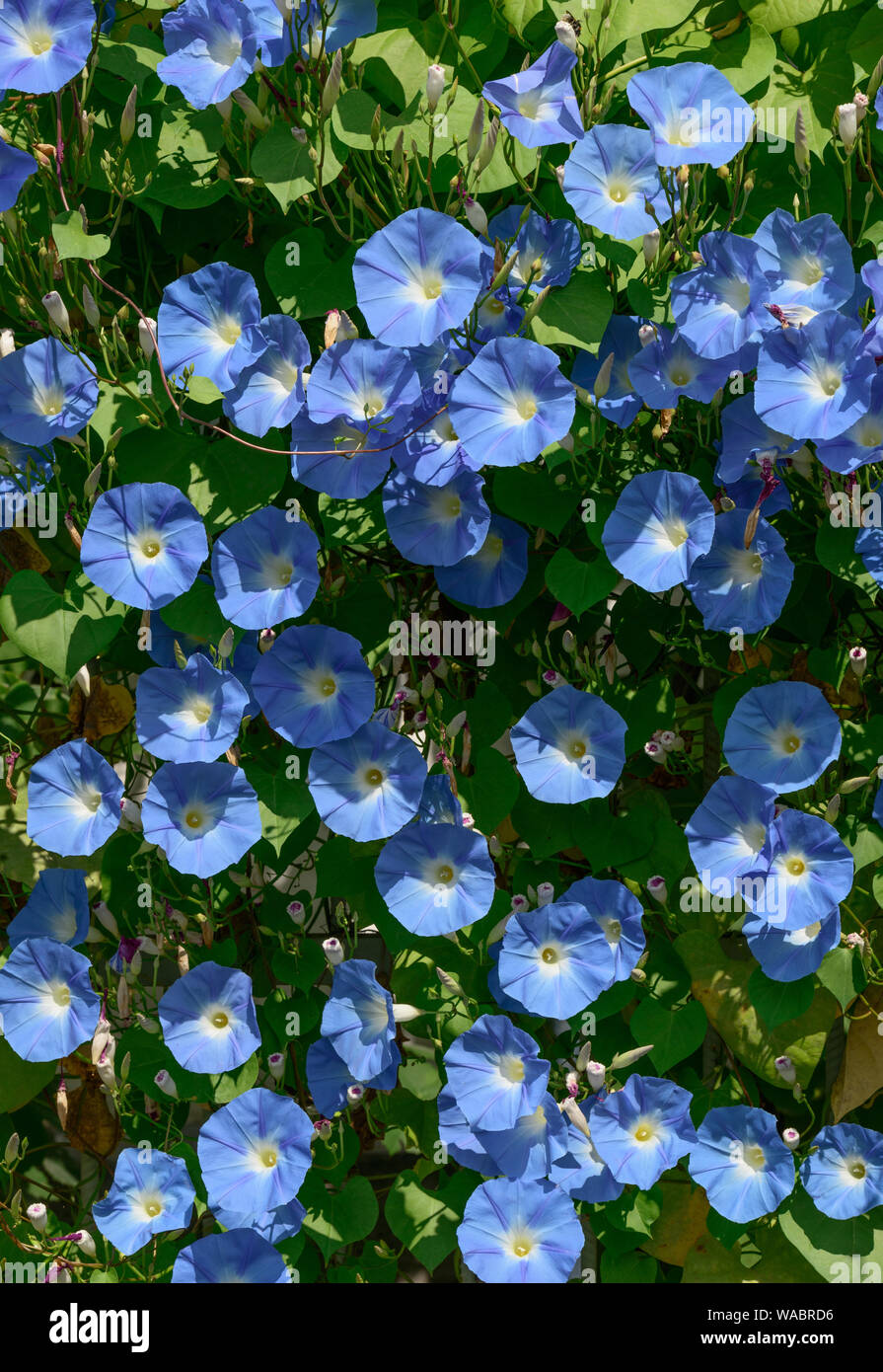 Convolvulus blue flowers convolvulus hi-res stock photography and ...
