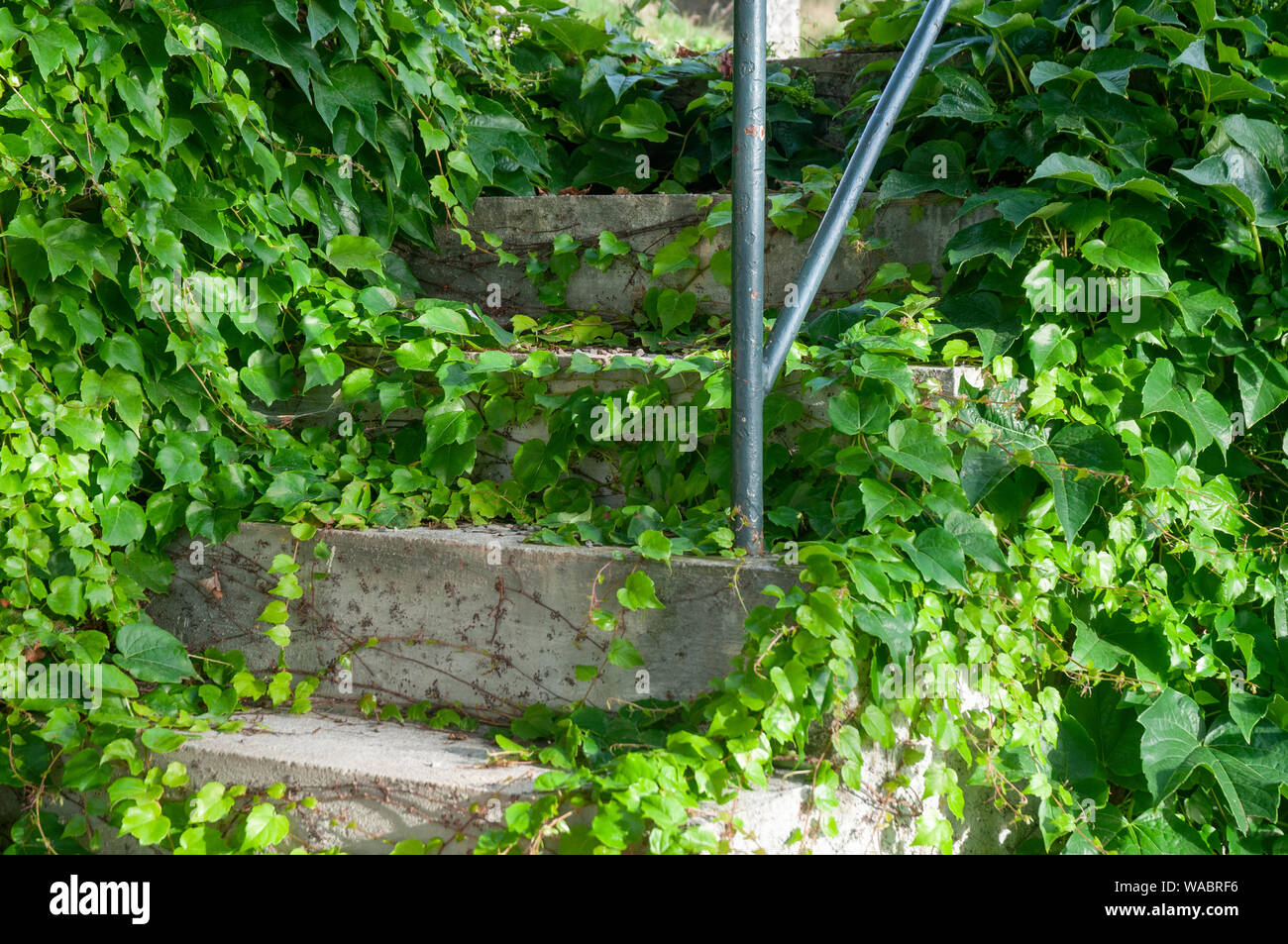 old cement steps in german village grown with creeping vine plants ...
