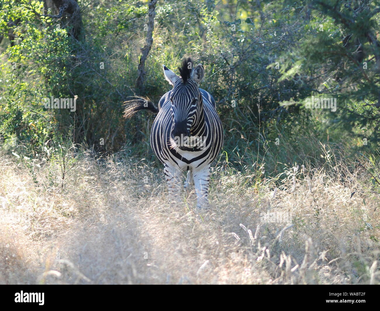 Happy zebra hi-res stock photography and images - Alamy