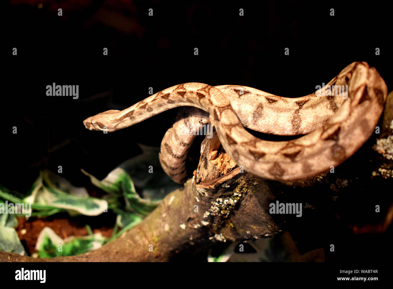 Black king snake hi-res stock photography and images - Alamy