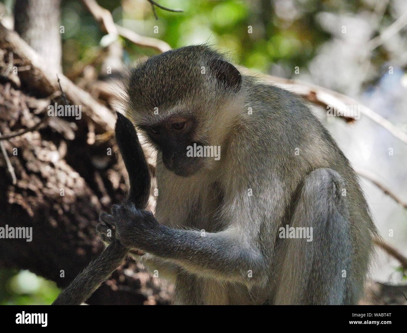Monkey concentrating hi-res stock photography and images - Alamy