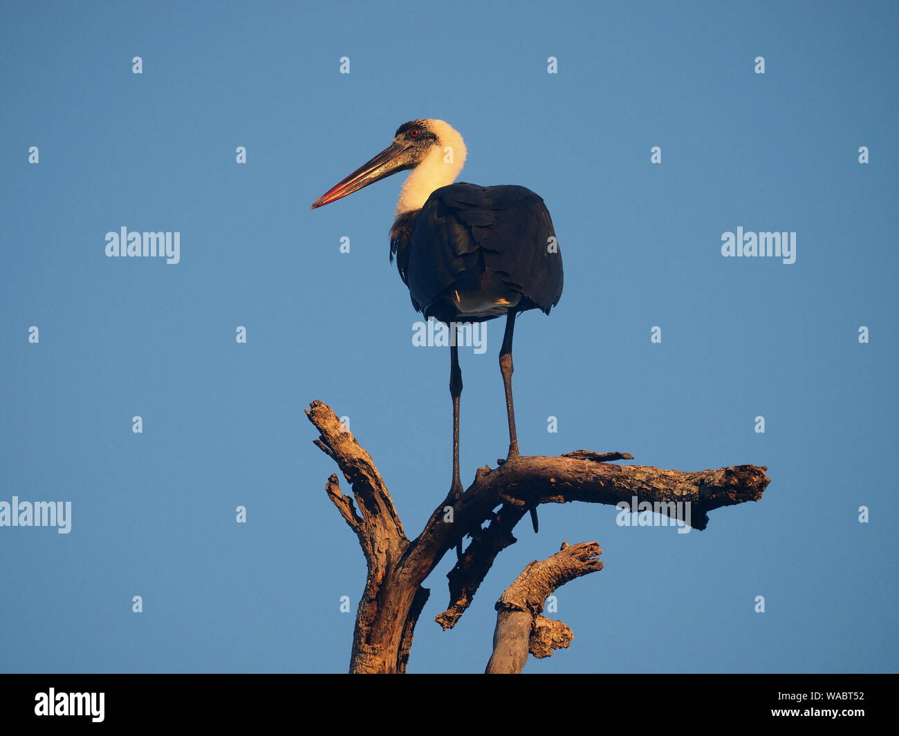 Stork in tree hi-res stock photography and images - Alamy