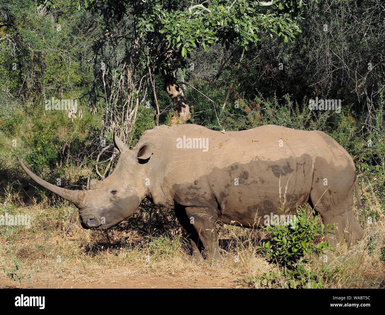 Rhinoestrus hi-res stock photography and images - Alamy