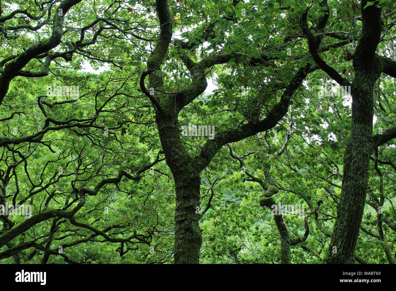 Bendy trees hi-res stock photography and images - Alamy