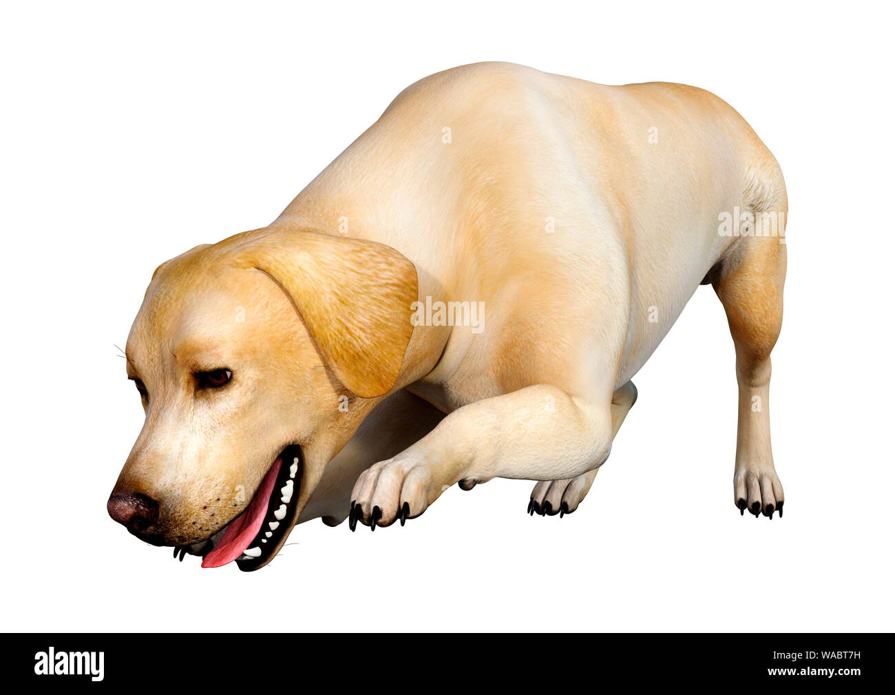 3D rendering of a yellow labrador dog isolated on white background ...