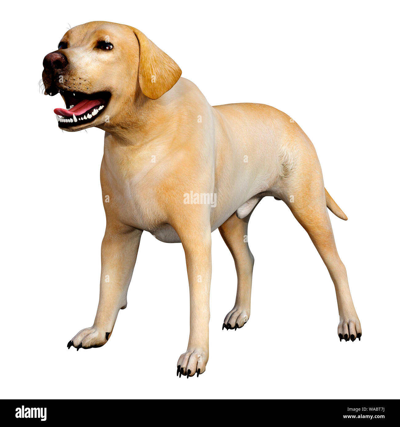 3D rendering of a yellow labrador dog isolated on white background ...