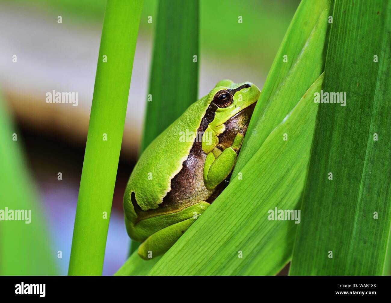 European tree frog Hyla arborea Stock Photo - Alamy