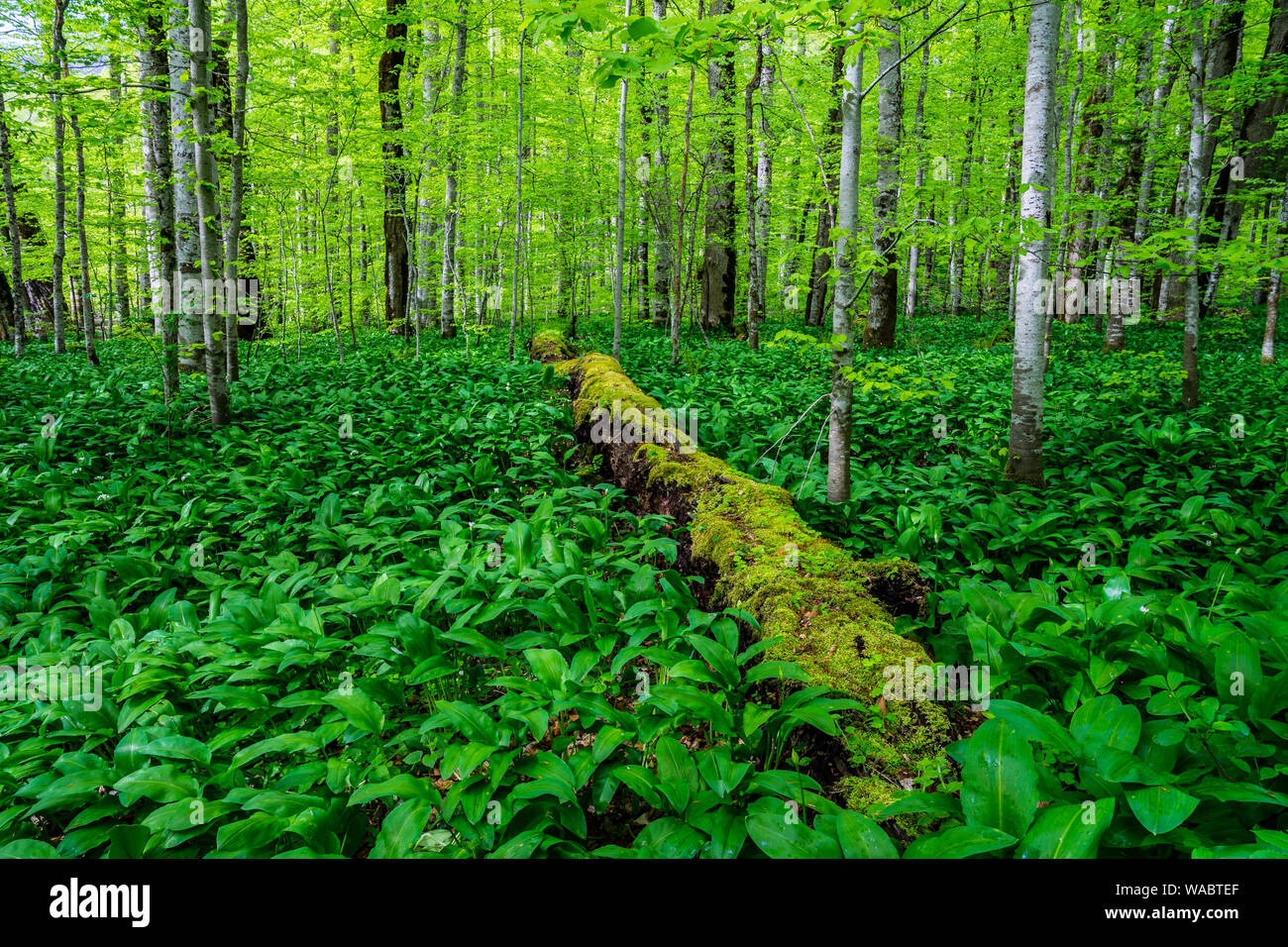 Montenegro green mossy tree hi-res stock photography and images - Alamy
