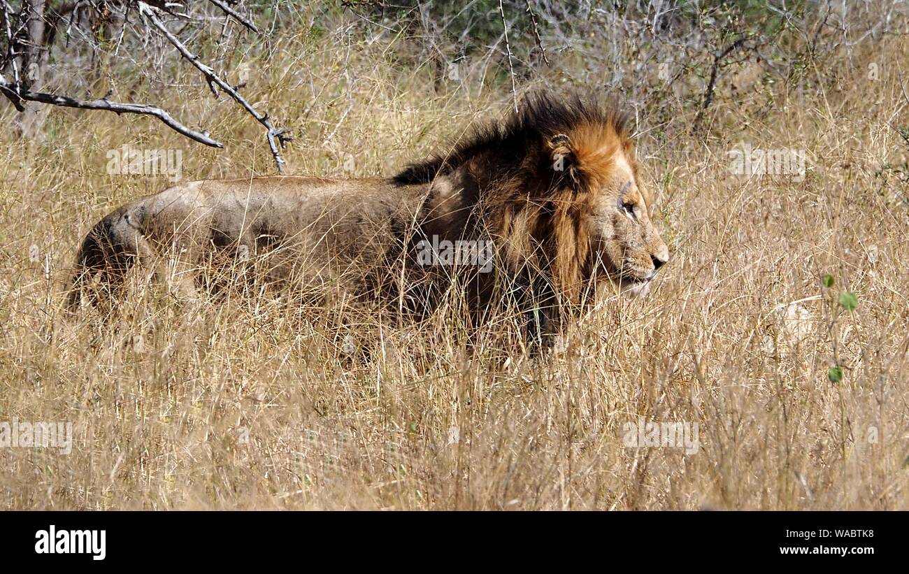 Grumpy lion hi-res stock photography and images - Alamy