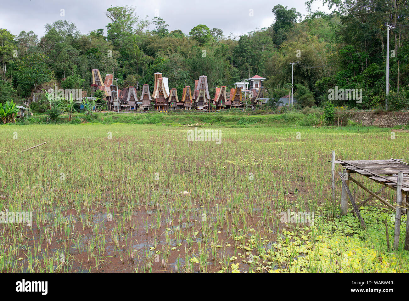 Traditional Alang rice barn, Rantepao, Tana Toraja, South Sulawesi ...
