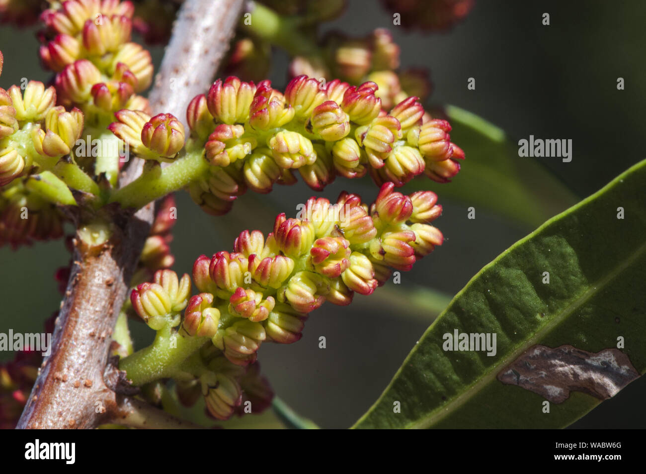 Terebinth Bush High Resolution Stock Photography and Images - Alamy