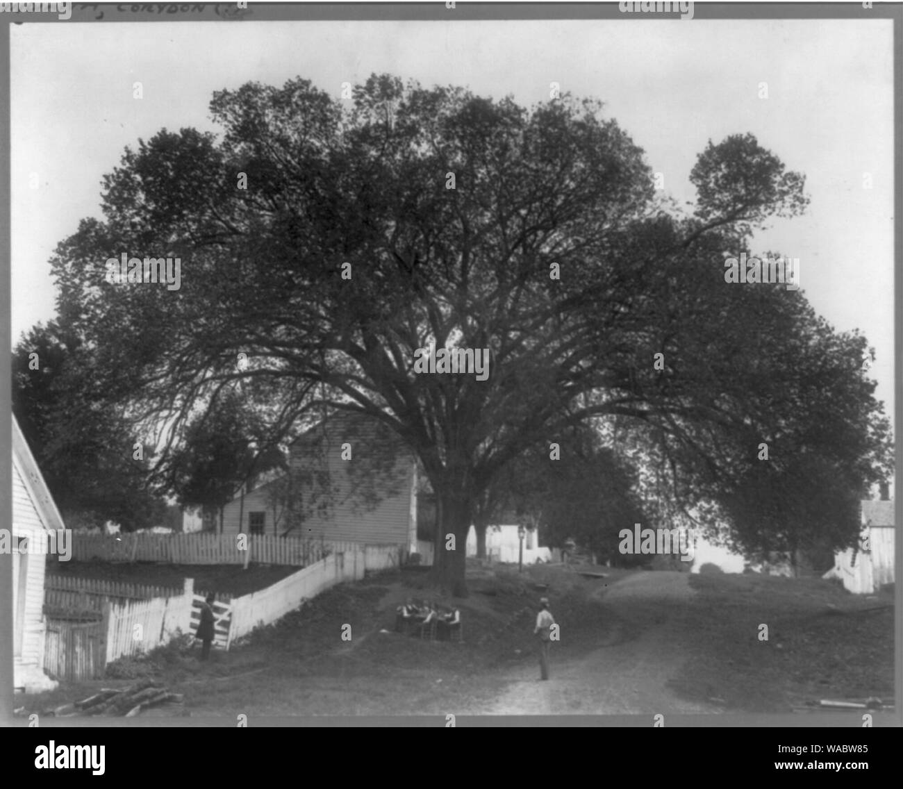 Indiana elm tree hi-res stock photography and images - Alamy