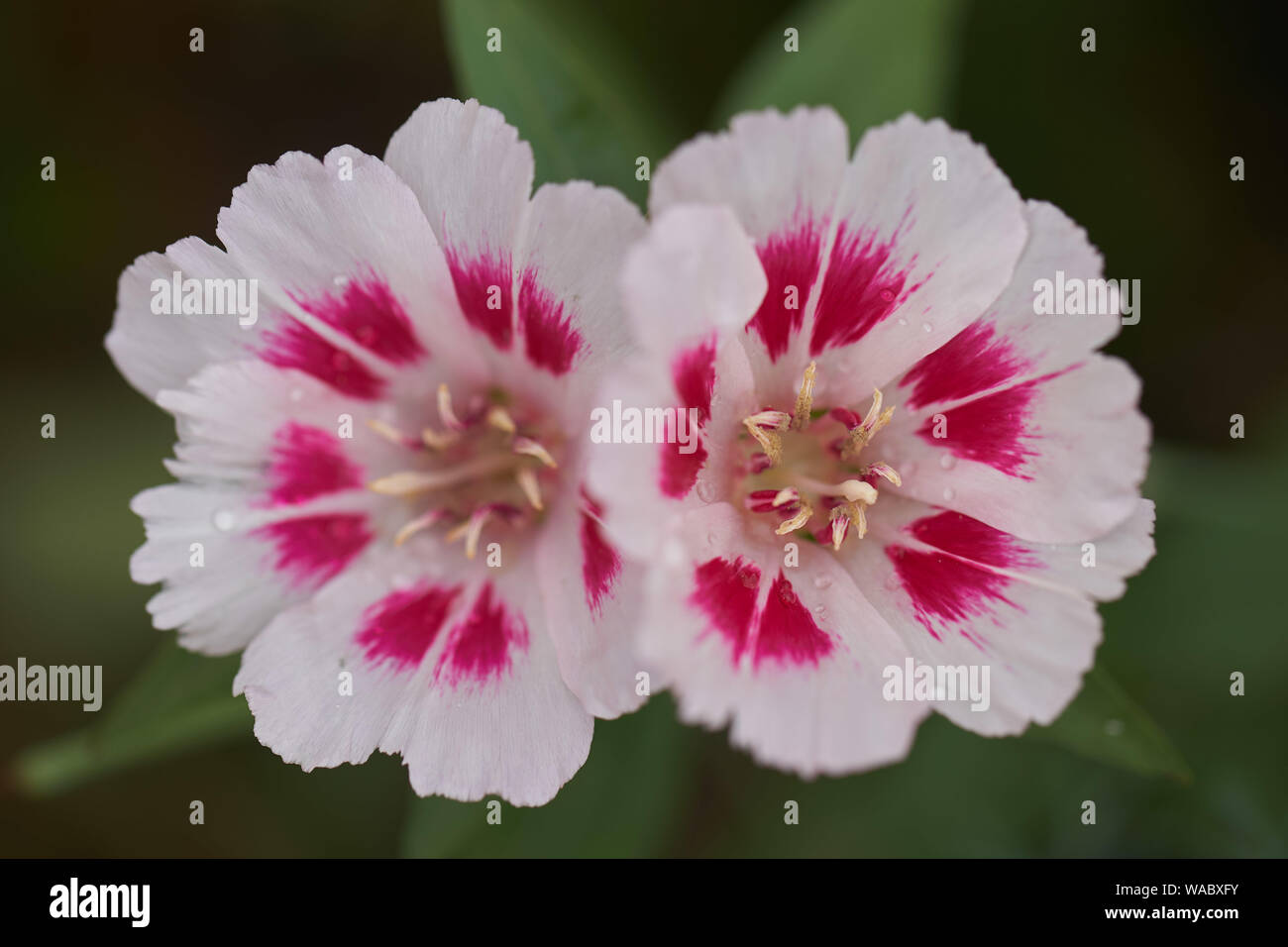 Farewell to spring flowers hi-res stock photography and images - Alamy
