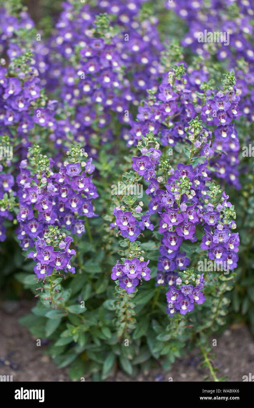 Angelonia angustifolia big indigo hi-res stock photography and images ...