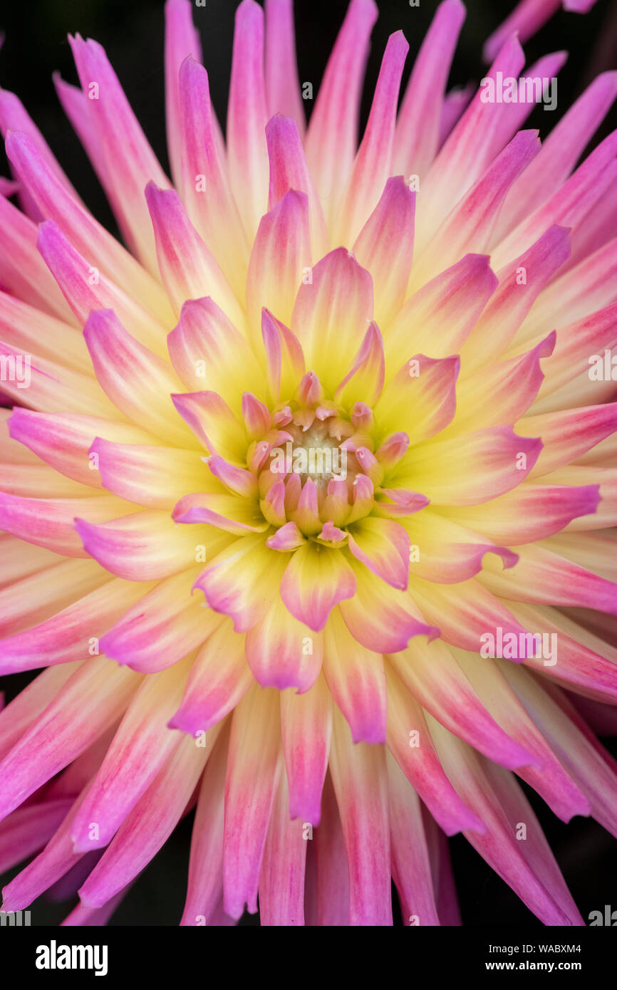 Dahlia ‘Karma sangria' flowers. Semi Cactus dahlias on display at a ...
