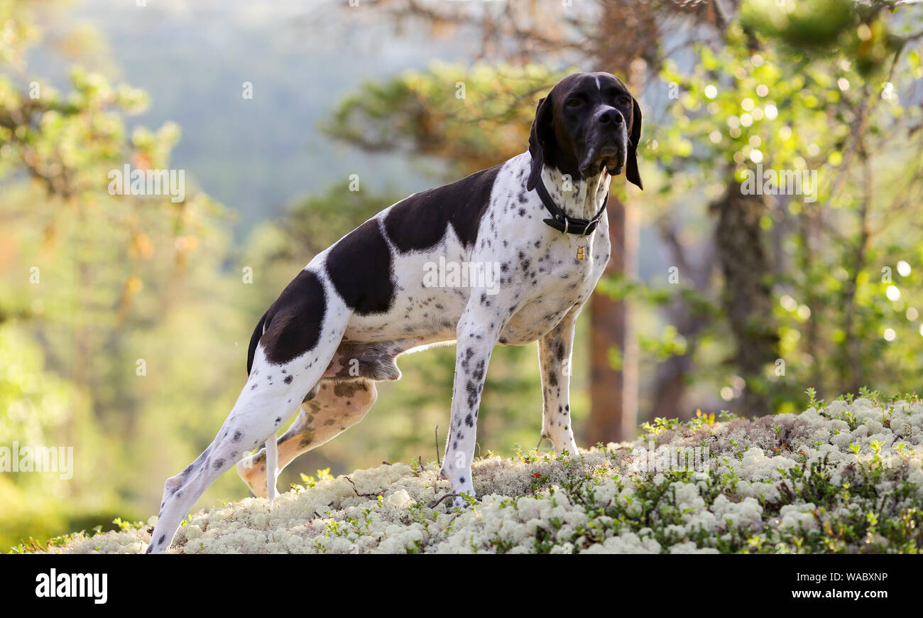 Dog english pointer standing in the forest Stock Photo - Alamy