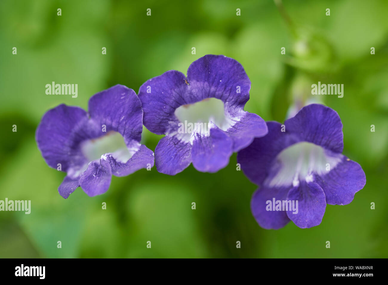 Maurandya scandens purple flowers hi-res stock photography and images ...