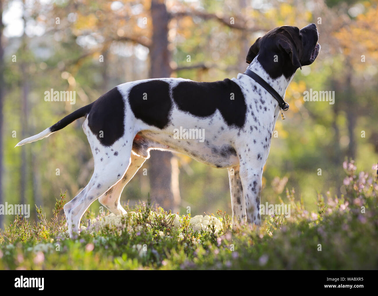 English pointer hi-res stock photography and images - Alamy