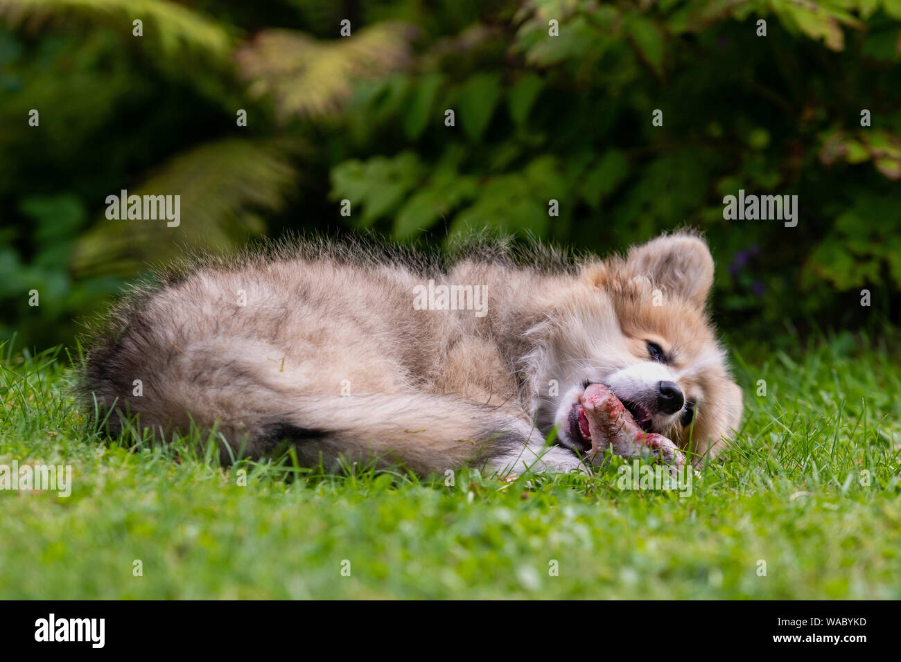 Welsh Corgi puppy lying in a green grass near a bush and gnawing a bone ...