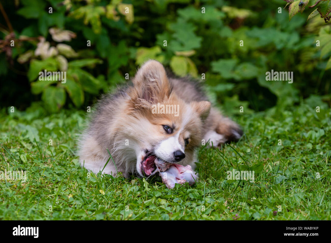 Welsh Corgi puppy lying in a green grass near a bush and gnawing a bone ...