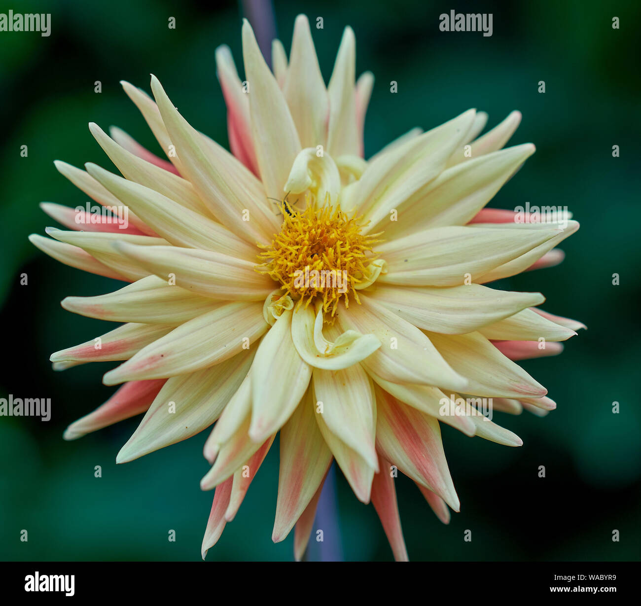 Blooming dale hi-res stock photography and images - Alamy