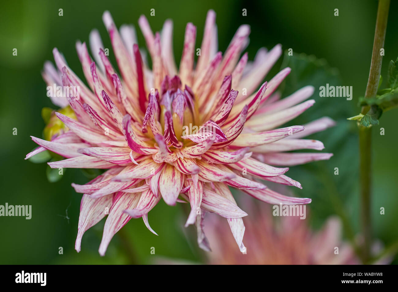 Dale close hi-res stock photography and images - Alamy