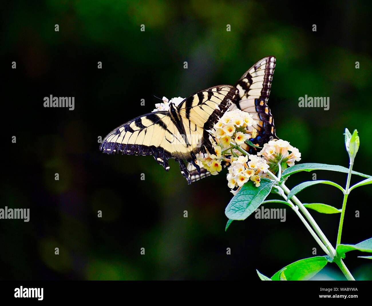 butterfly, yellow swallowtail butterfly Stock Photo - Alamy