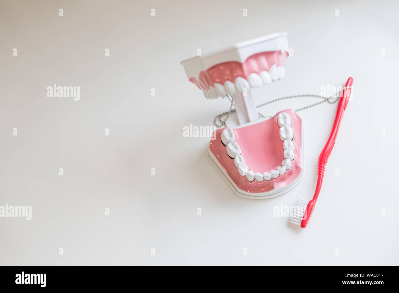 Closeup demonstration on soft and slim bristle toothbrush brushing ...