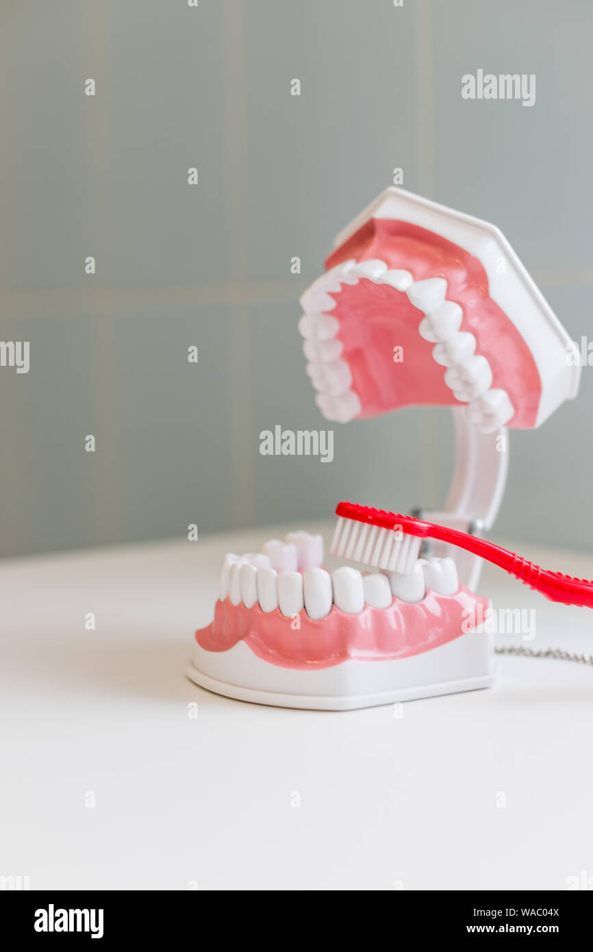 Closeup demonstration on soft and slim bristle toothbrush brushing ...