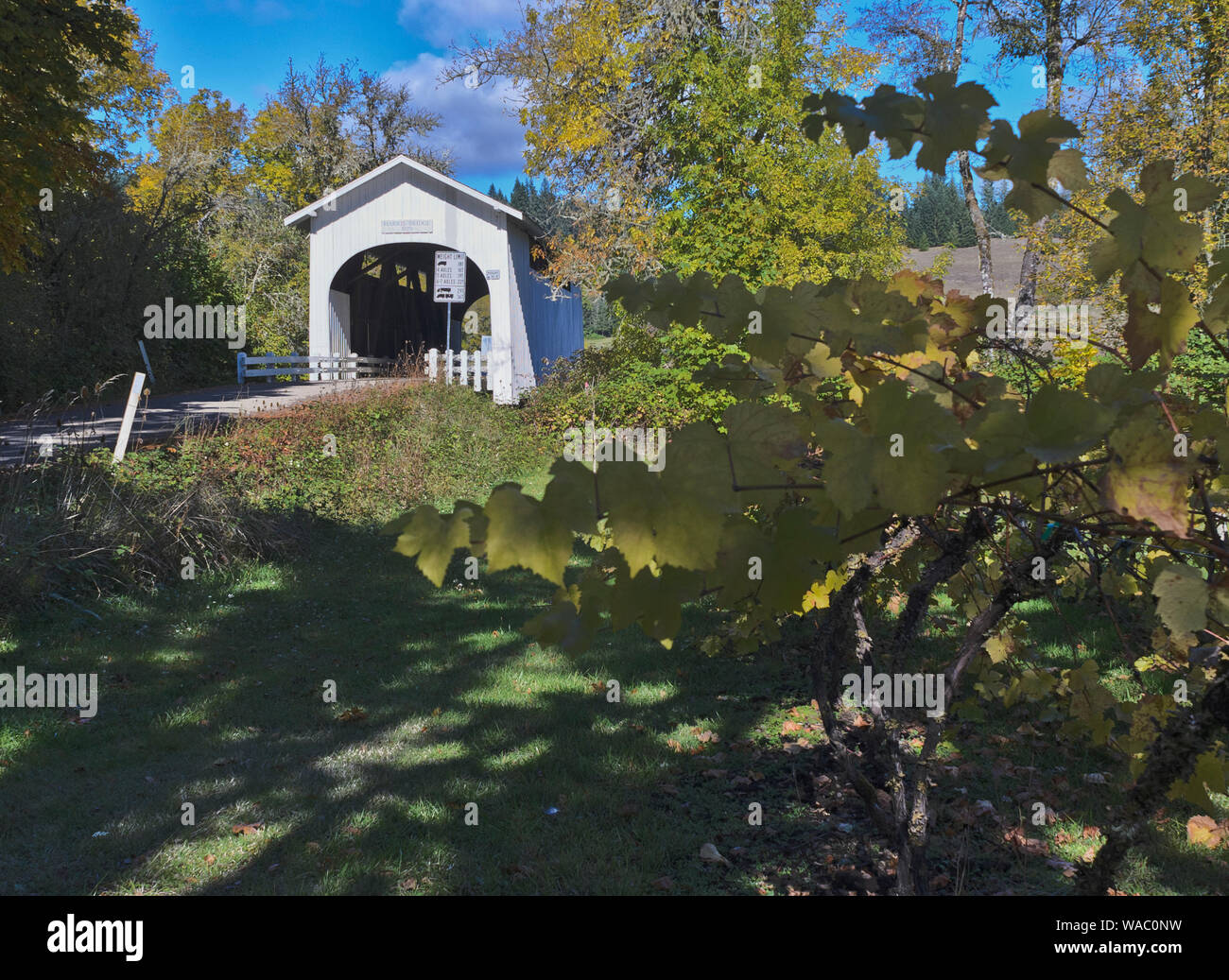 Grape vines in a vineyard frame Harris Covered Bridge, which still ...
