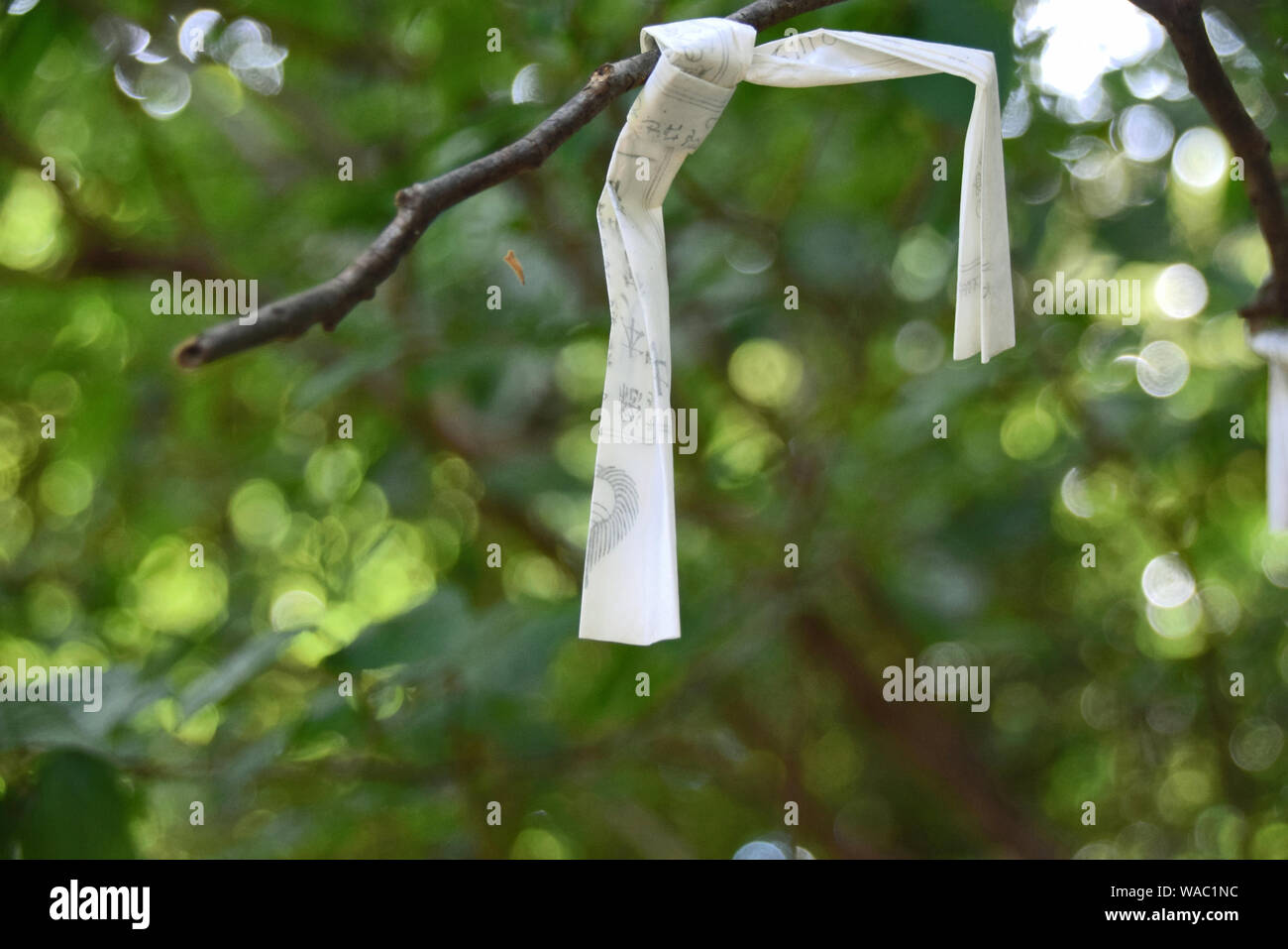 O-mikuji tied to a tree branch, Fushimi Inari, Kyoto Stock Photo - Alamy