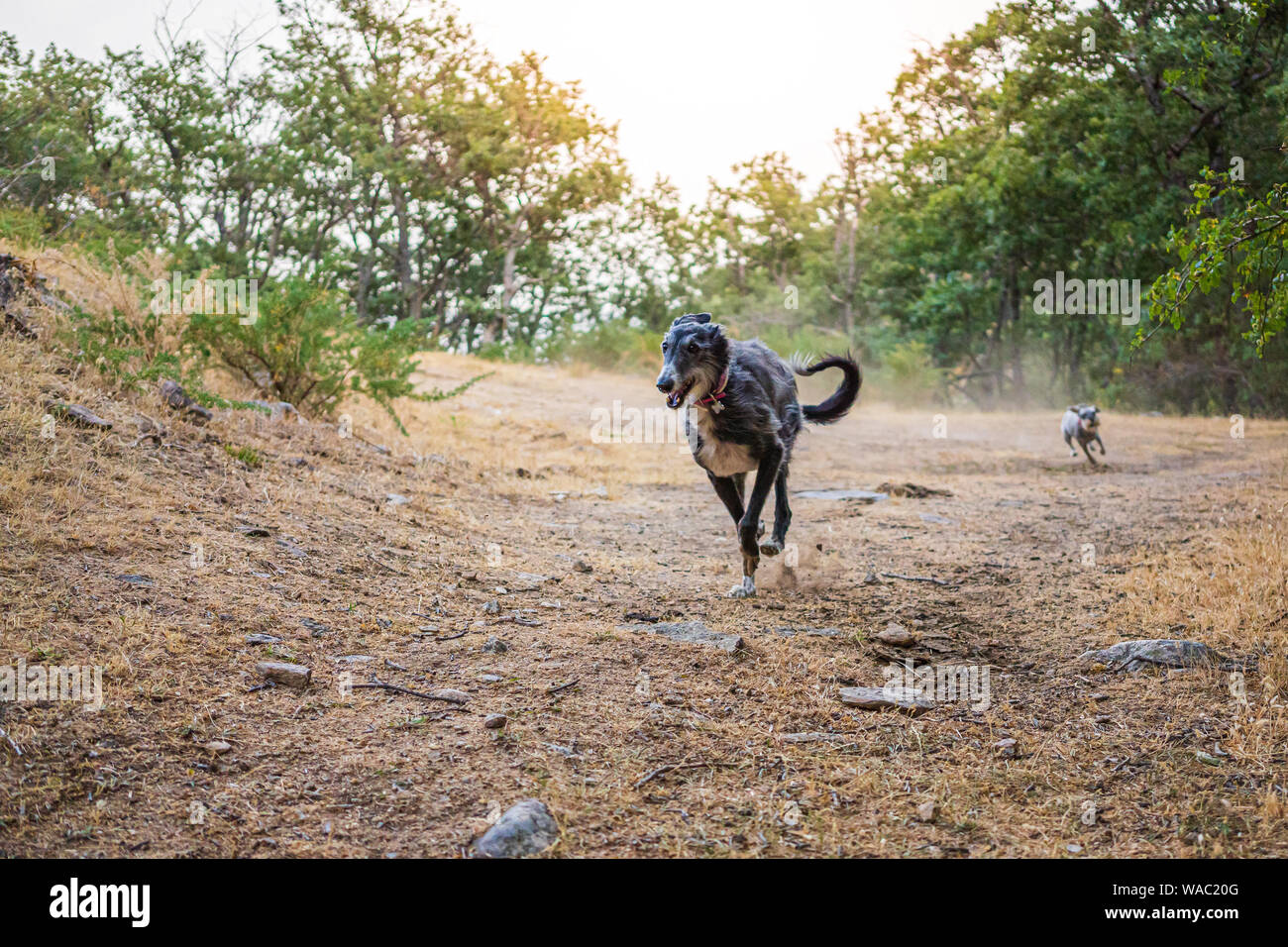 Dogs running across the field at sunset Stock Photo - Alamy