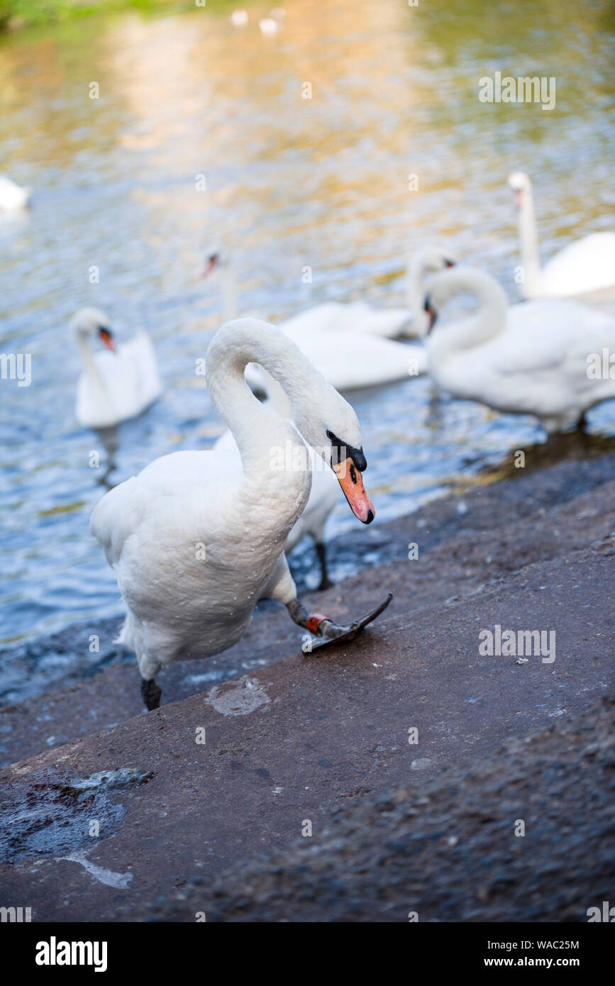 Swan, big steps Stock Photo - Alamy