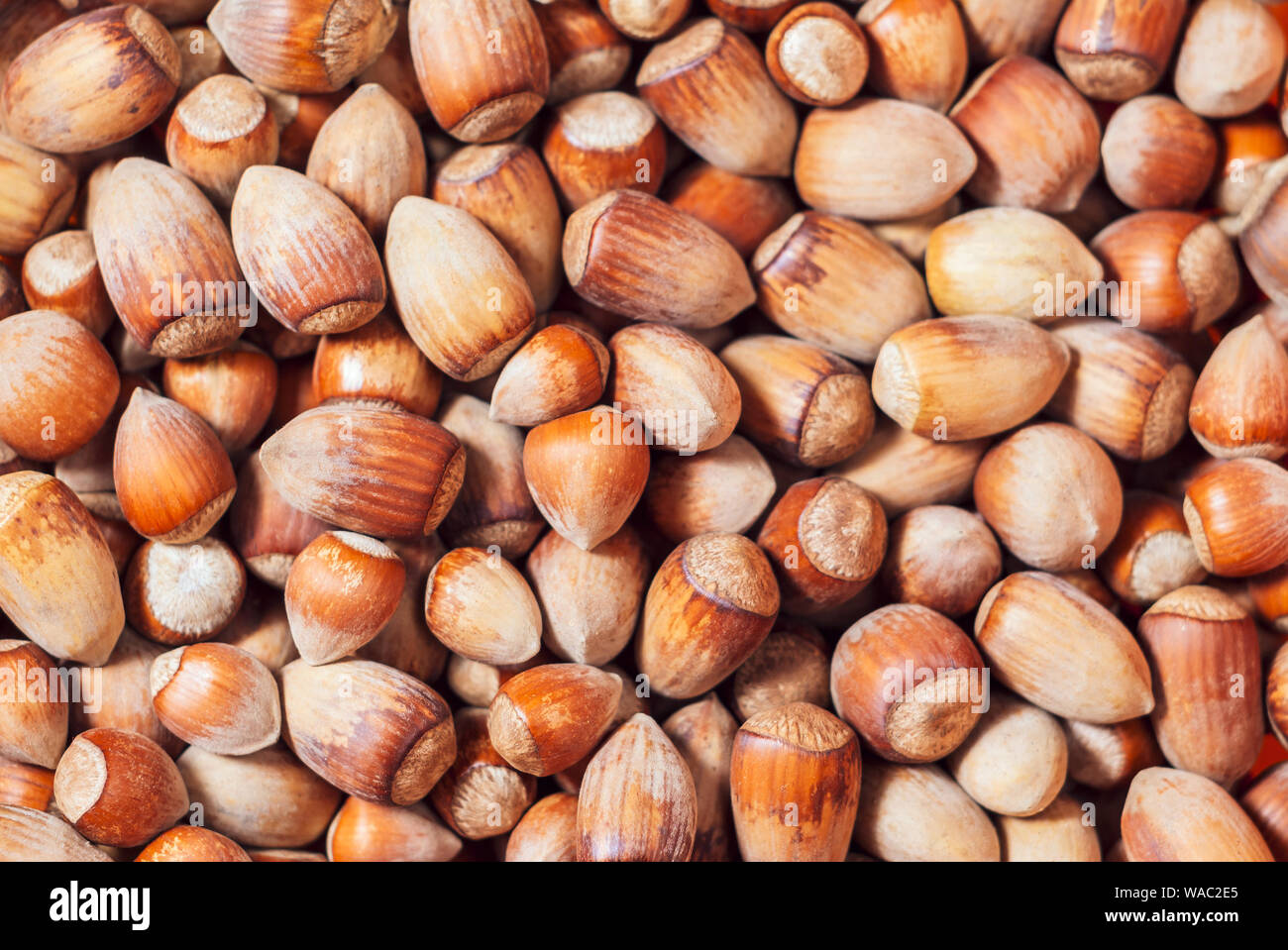 background - natural wild hazelnuts of different sizes Stock Photo - Alamy