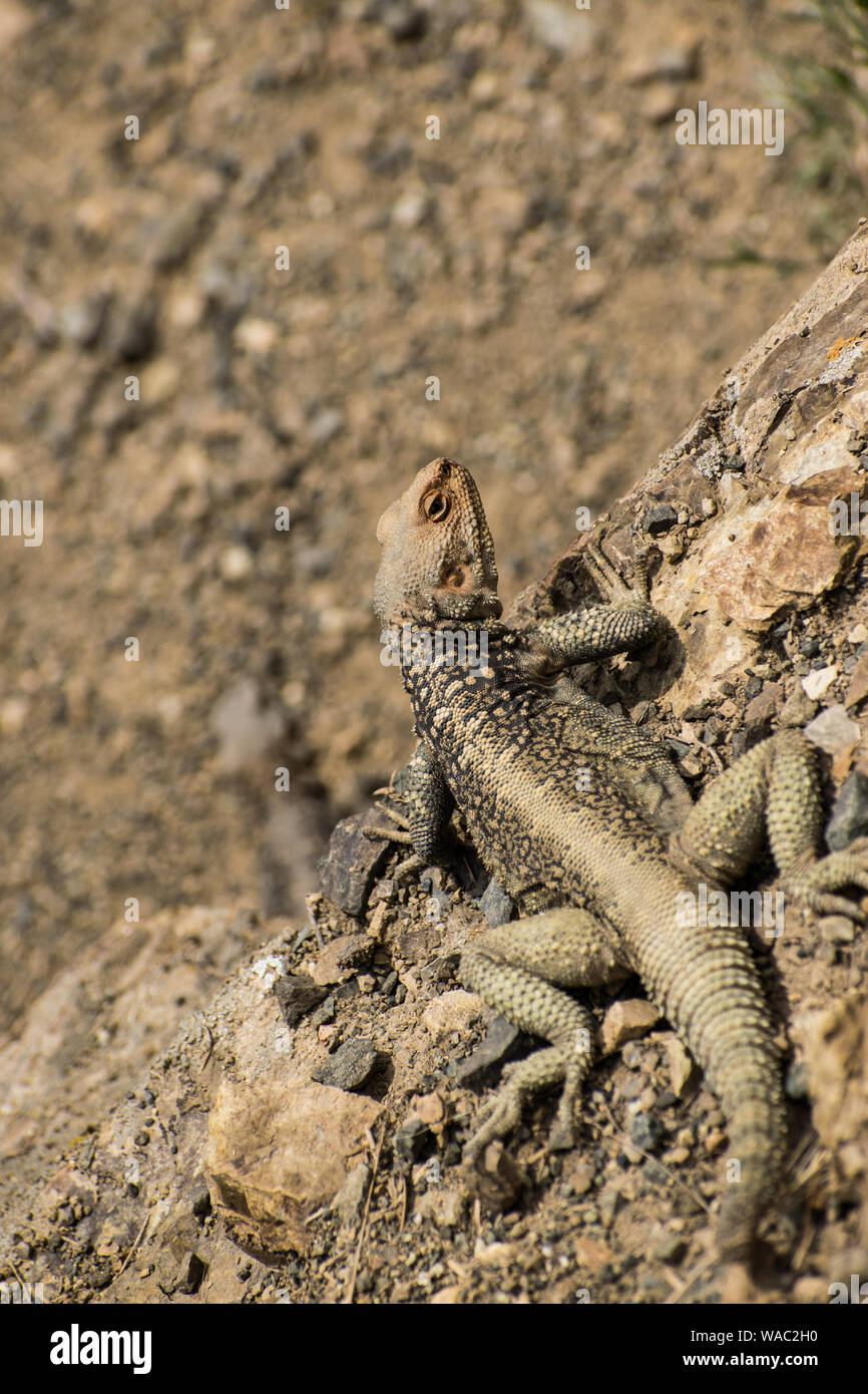 Agamas agamidae hi-res stock photography and images - Alamy