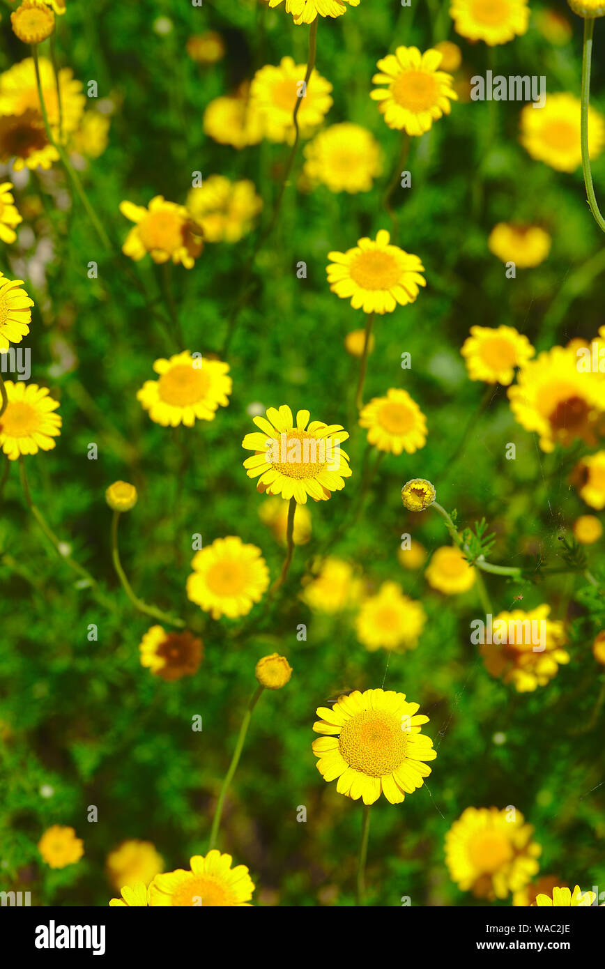 Dyers plant hi-res stock photography and images - Alamy