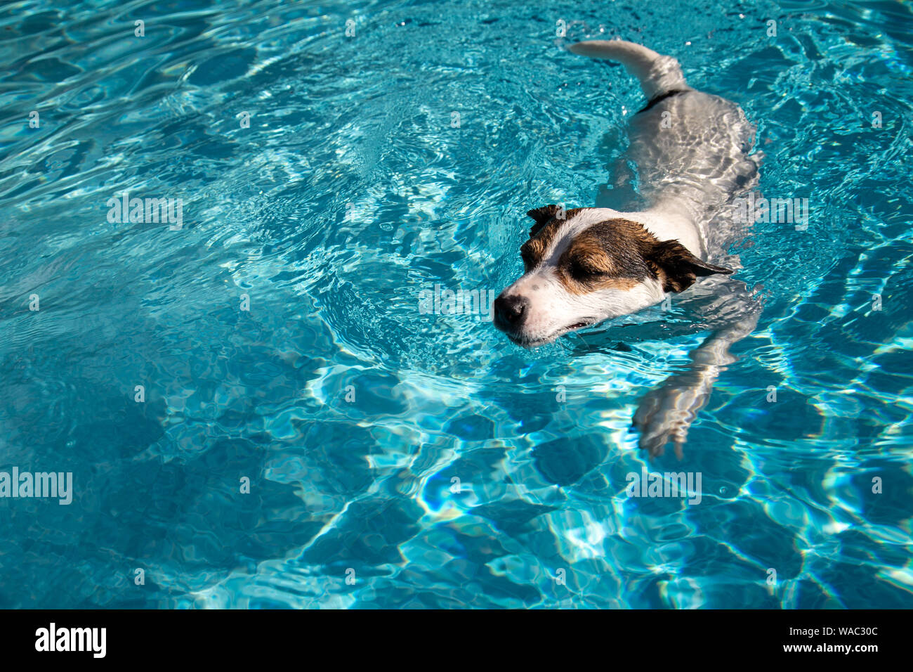 Can A Jack Russell Swim