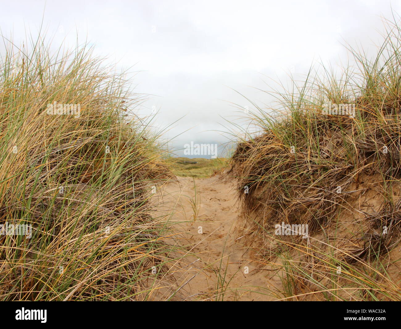 Path through Sand Dune with Wild Rye and Beachgrass in Denmark Stock ...