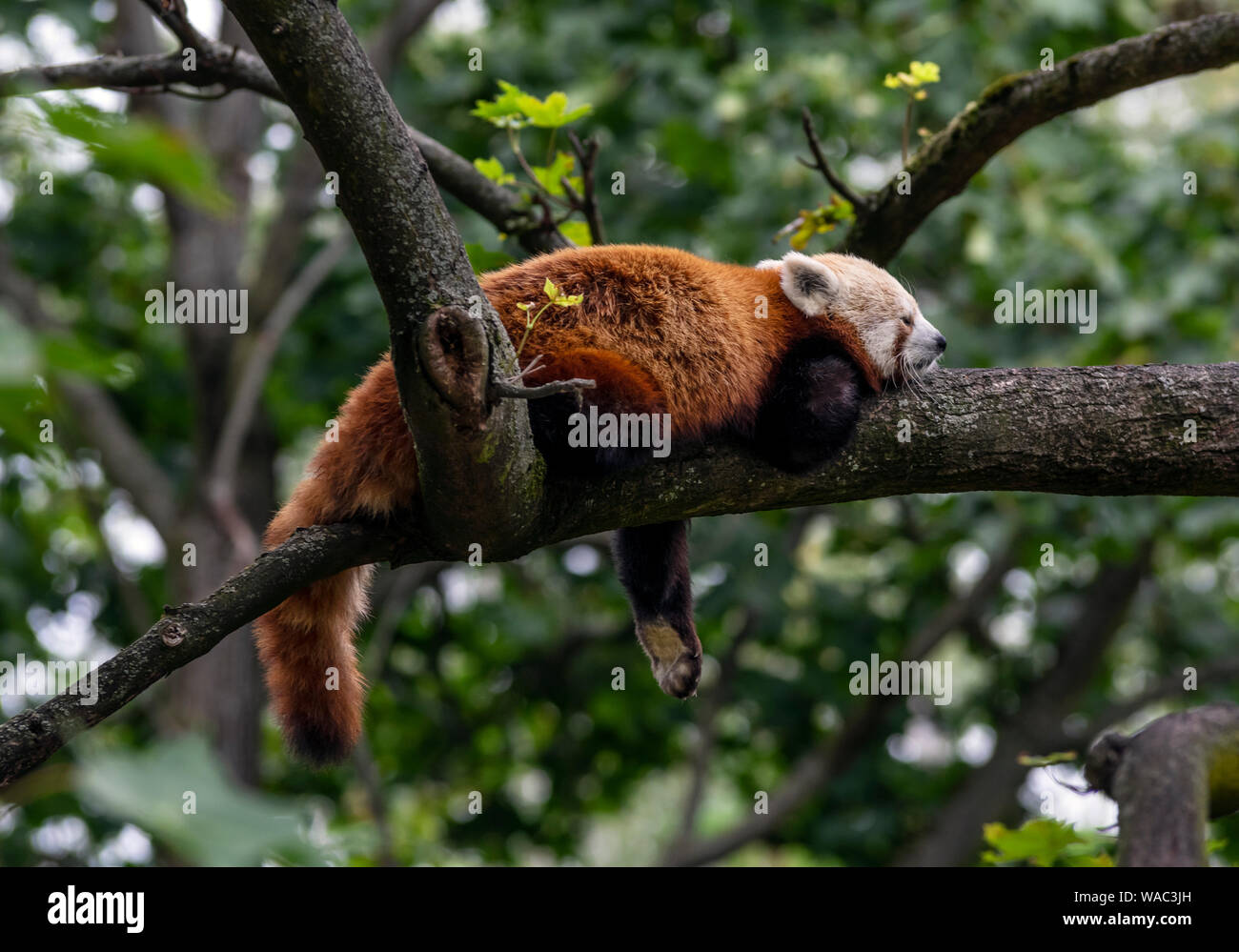 Red panda sleeping on a tree branch Stock Photo - Alamy
