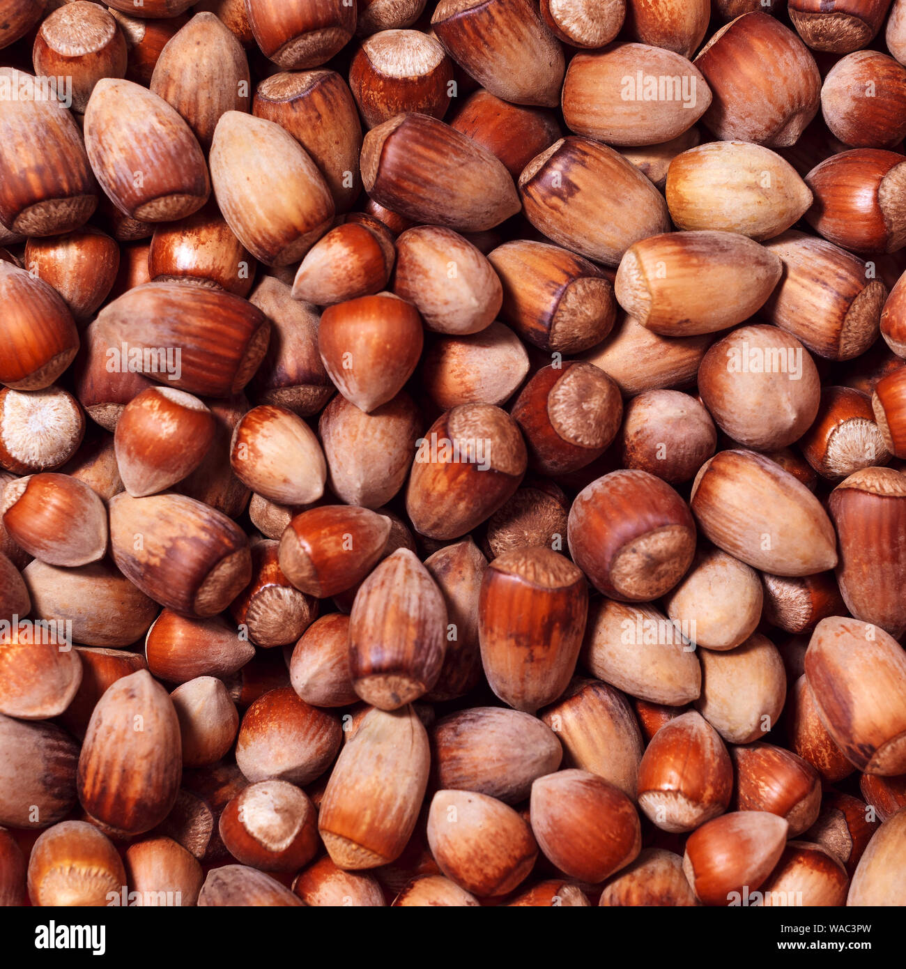 background - natural wild hazelnuts of different sizes Stock Photo - Alamy