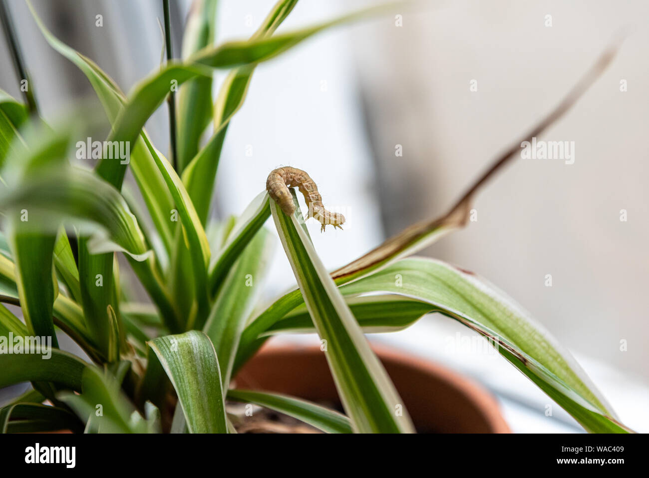 A caterpillar climbing on a house spider plant (chlorophytum comosum ...