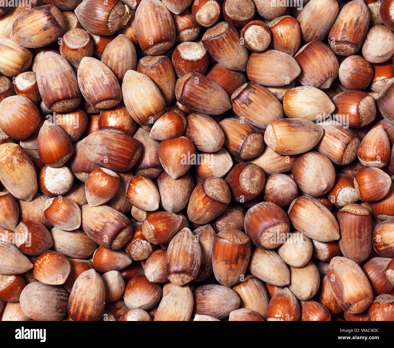 background - natural wild hazelnuts of different sizes Stock Photo - Alamy