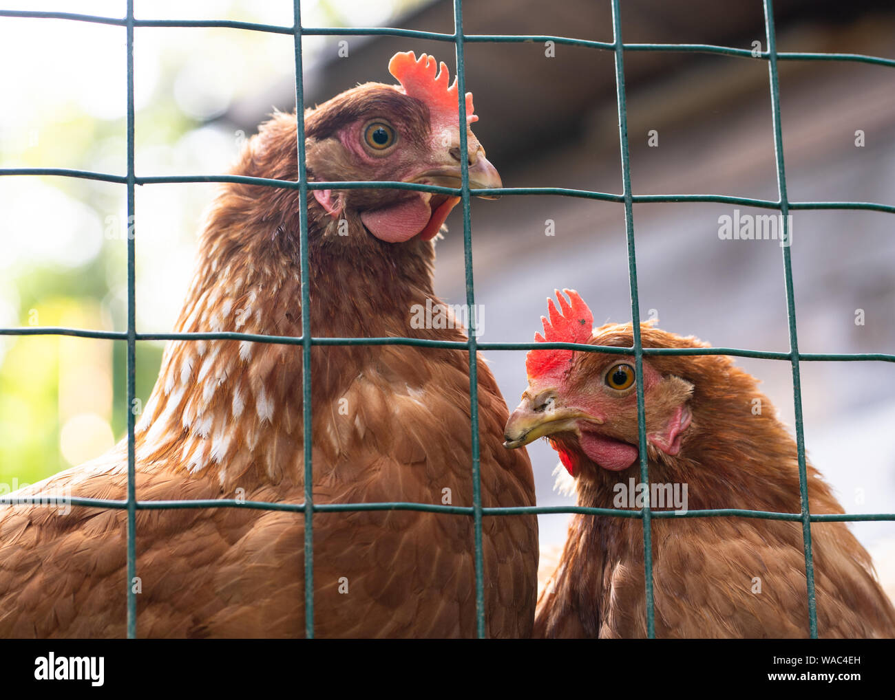 Chicken chickens two live hen hens hi-res stock photography and images ...