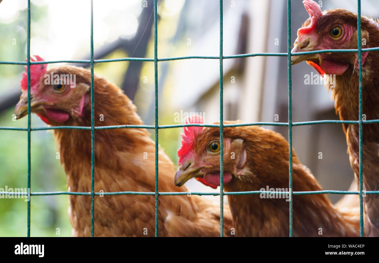 Three hens behind a fence in a "free range" environment Stock Photo - Alamy