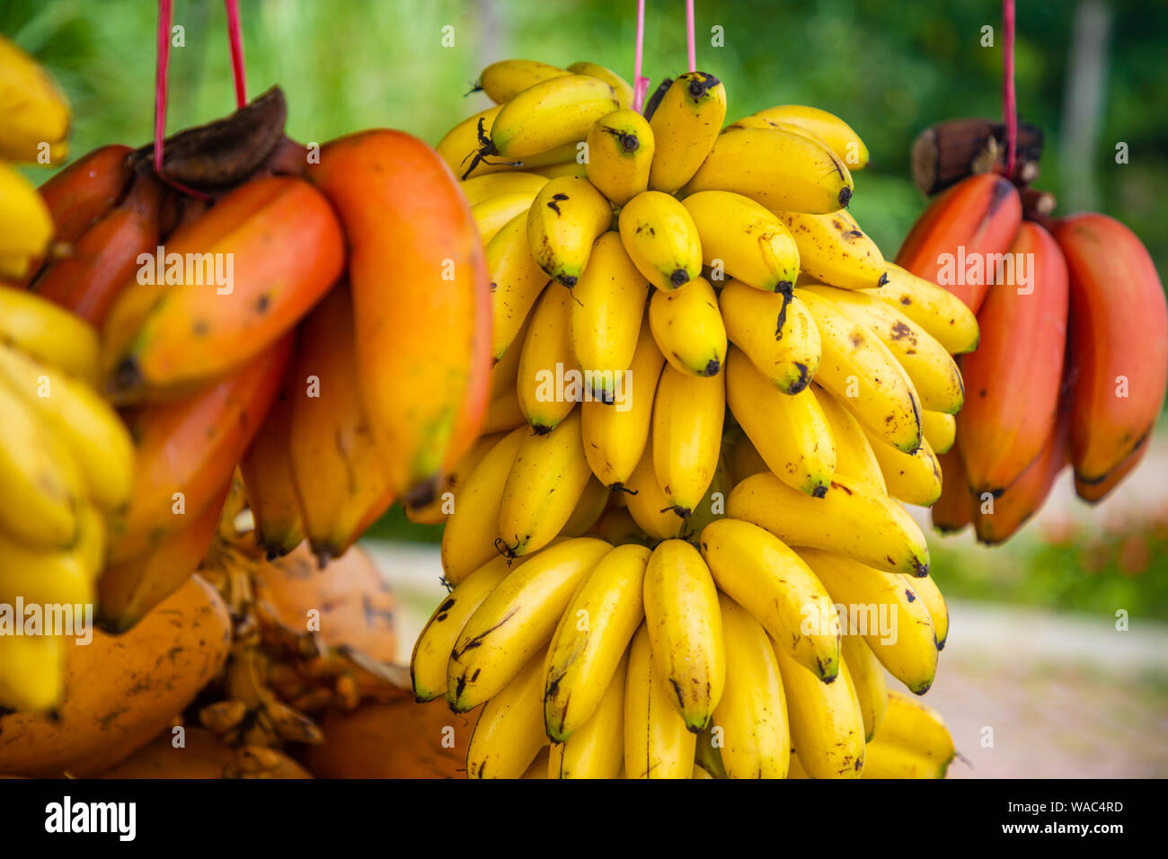 Hainan fruit hi-res stock photography and images - Alamy