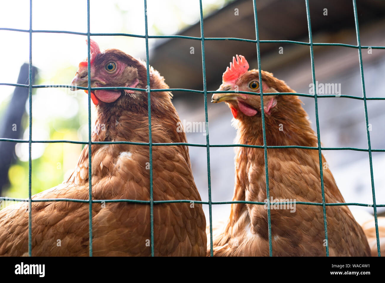 Chickens behind fence hi-res stock photography and images - Alamy