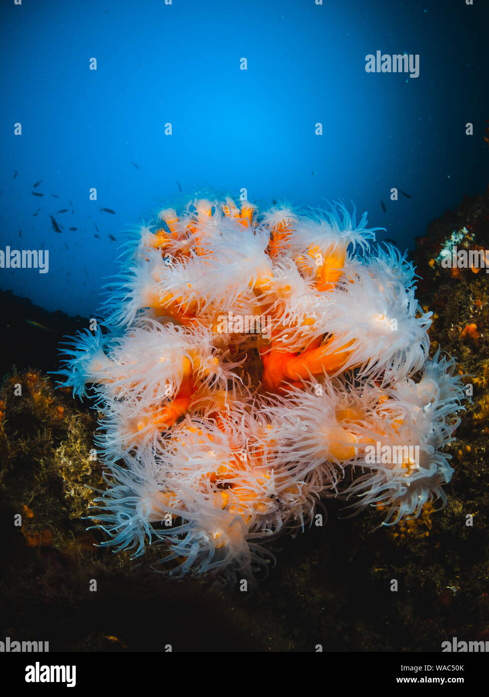 Underwater scene with some sessile organisms like corals colonies and ...