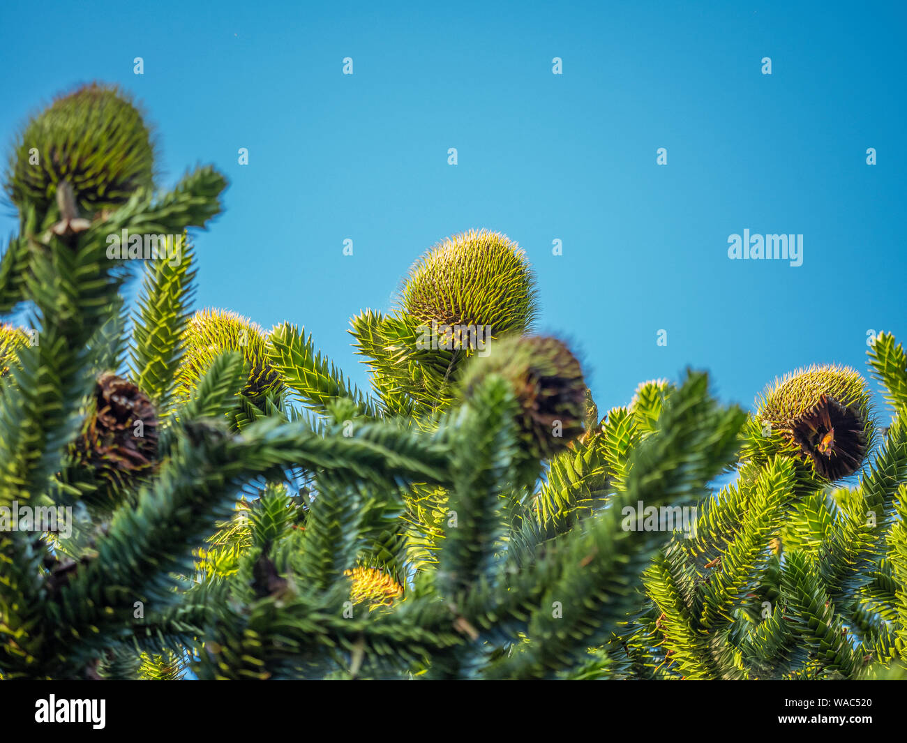 Monkey Puzzle Seed High Resolution Stock Photography and Images - Alamy
