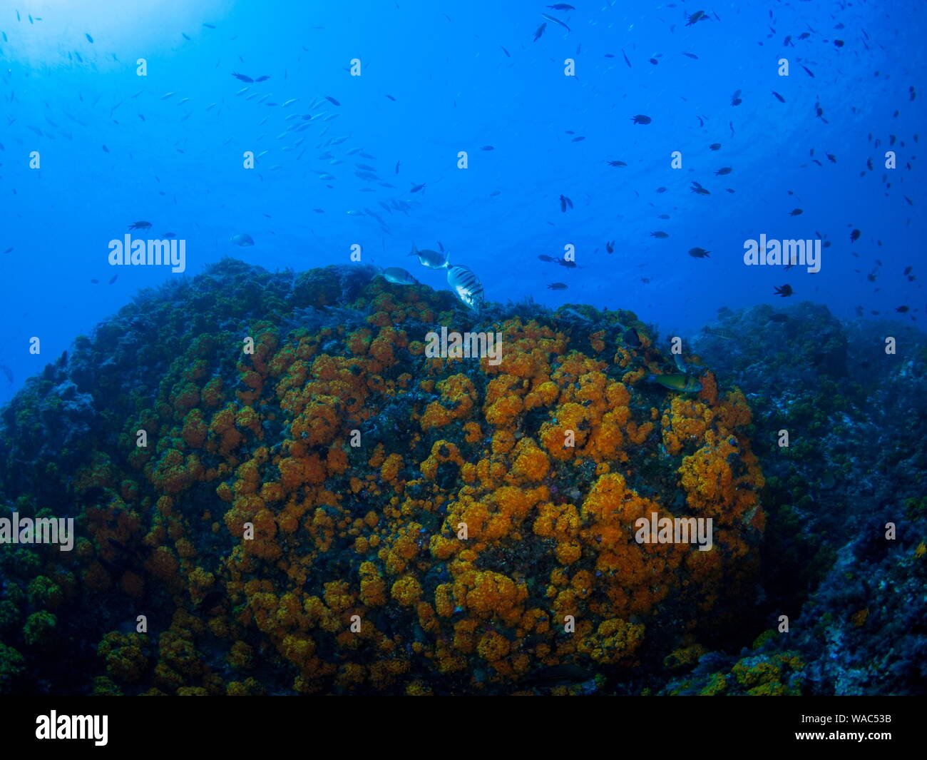 Orange coral polyp (Astroides calycularis) underwater wide angle shoot ...