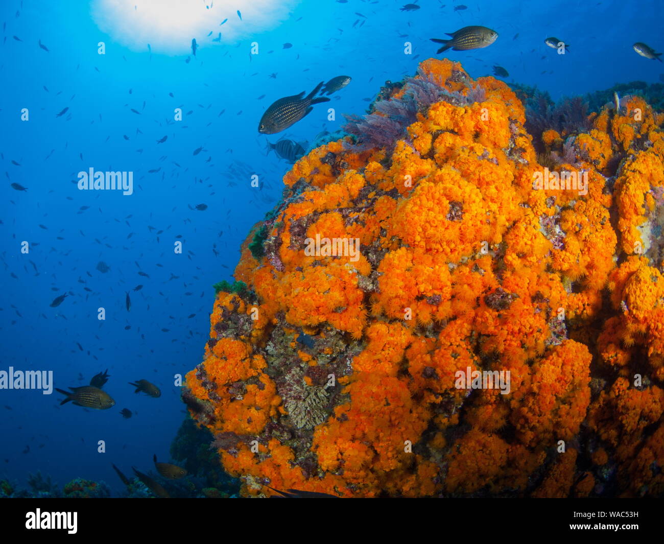 Orange coral polyp (Astroides calycularis) underwater wide angle shoot ...